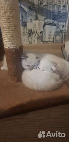 Вислоухие котята