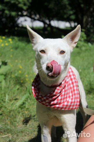 Белая как снег собака