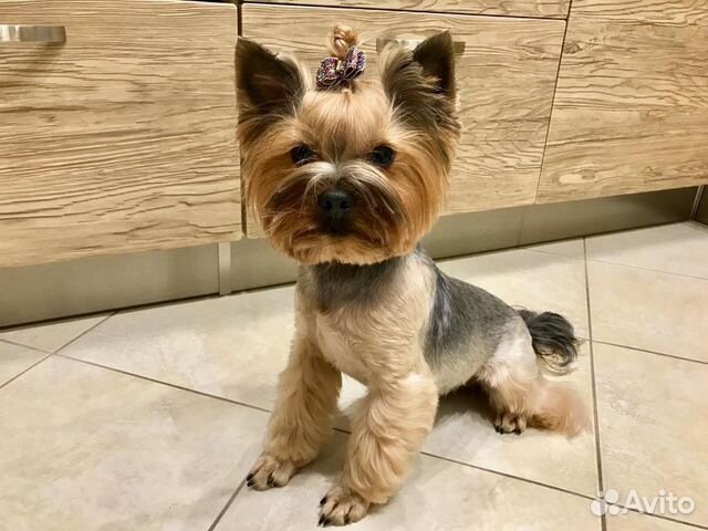 Йоркширский терьер (Инбридинг)