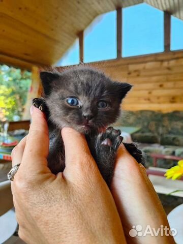 Британские котята девочки
