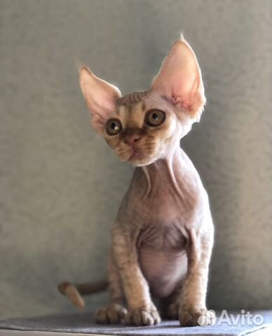 Девон Рекс мальчики