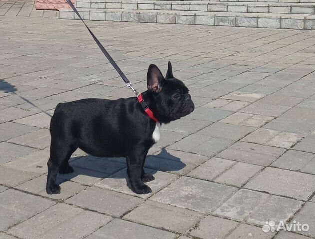 Щенок французик