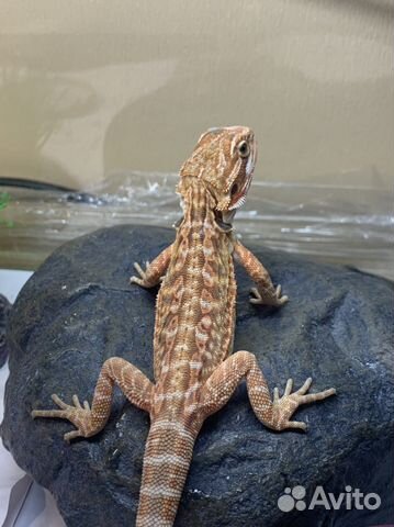Бородатая агама с террариумом