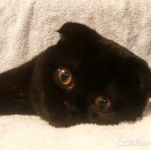 Ищу жениха для черной вислоухой кошки