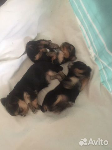Продам щенков мини ерк