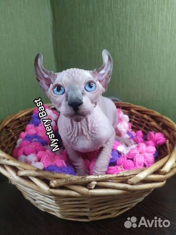 Сфинкс эльф котик