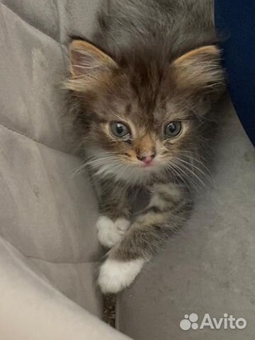 Отдам даром игривого котенка