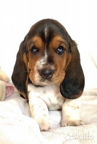 Бассет девочка
