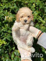Миниатюрный пудель мальчики