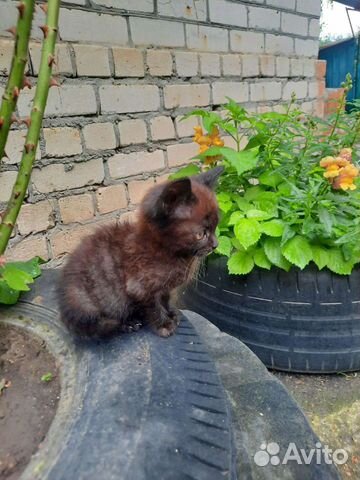 Шотландский котенок мальчик