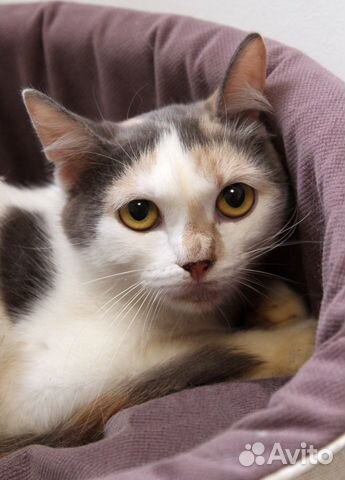 Кошечка Уля ищет дом