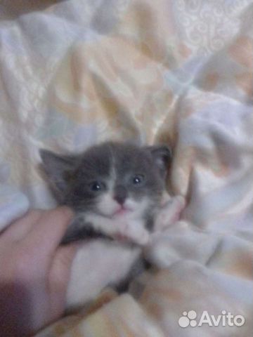 Британские котята