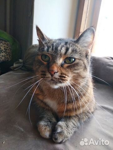 Мудрая кошечка Чара в добрые руки