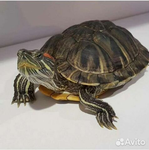 Красноухая черепаха с аквариумом