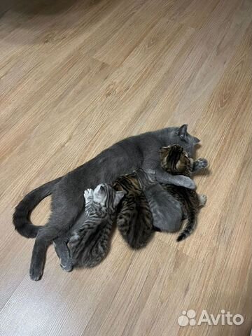 Шотландские вислоухие котята