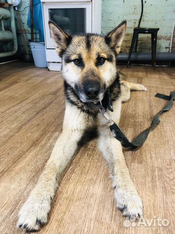 Отдам собаку