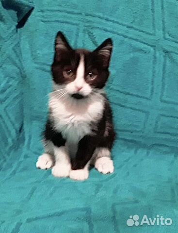 Котята Очаровашка-Маркизик в дар в добрые руки