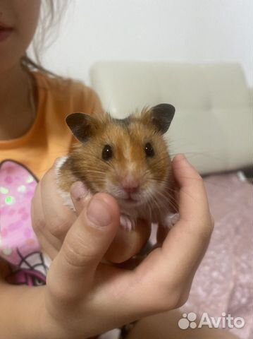 Сирийский хомяк