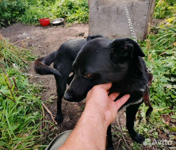 Собака кобель 3 года