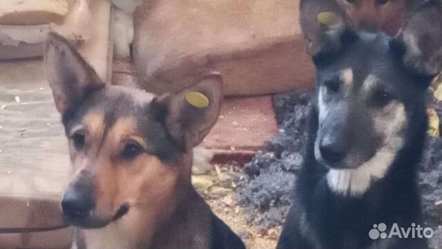 Щенки метисы овчарки. Отлов