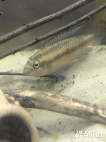 Пельвикахромис пульхера продажа/обмен