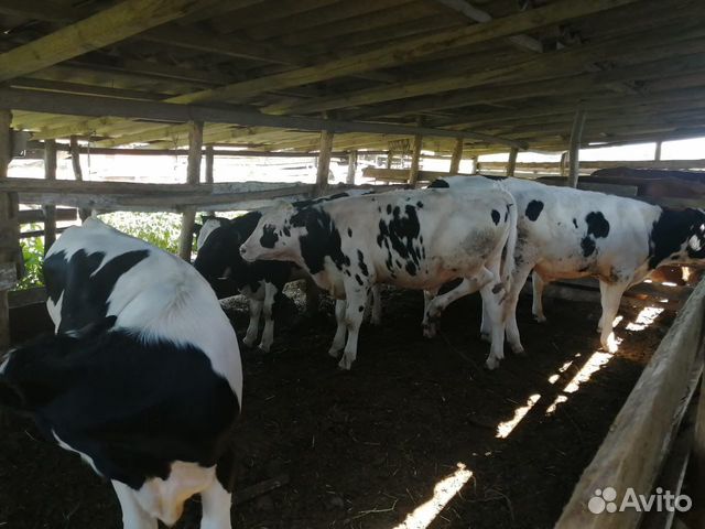 Быки живым весом