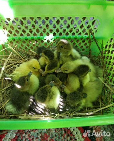 Мускусные утята индоутки