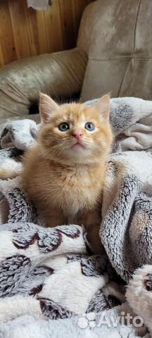 Рыжик в добрые руки