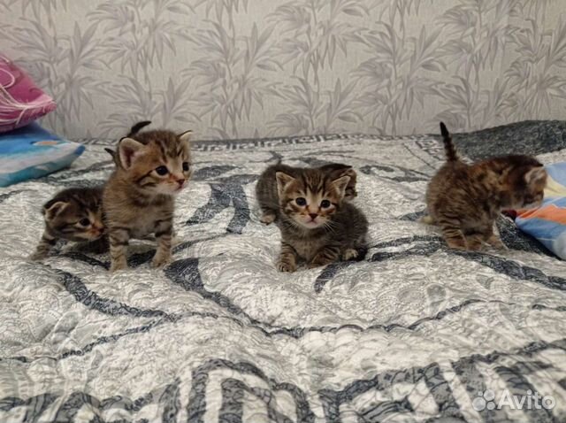 Шотландские прямоухие