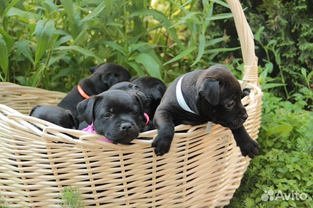 Щенки стаффордширского бультерьера