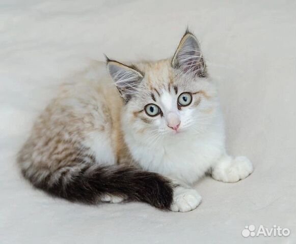 Тоша (3,5 мес.) котик-нежность, котик-совершенство