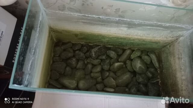 Неухоженный аквариум,требует основательной чистки