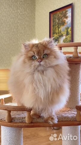 Золотой мальчик шиншилла