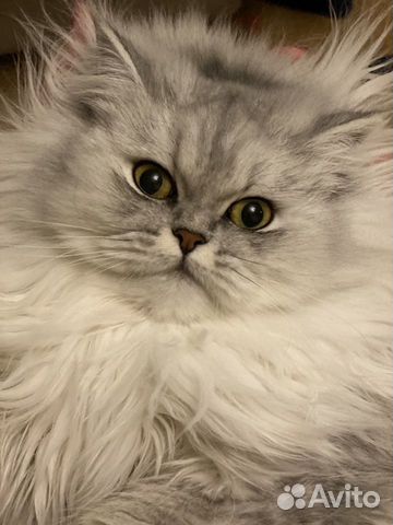 Кошка перс для вязки