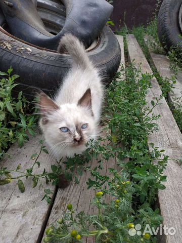 Котёнок ищет дом