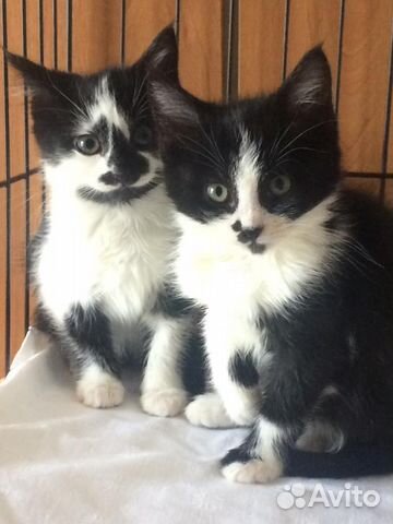 Девочки - припевочки в добрые руки