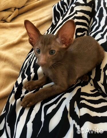 Ориентальная кошка