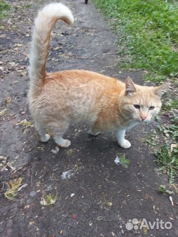 Шикарный молодой компанейский котик