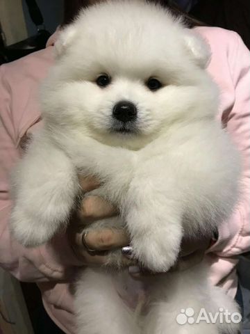 Японский шпиц щенки