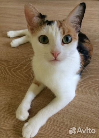 Уникальная зеленоглазая кошка ищет дом