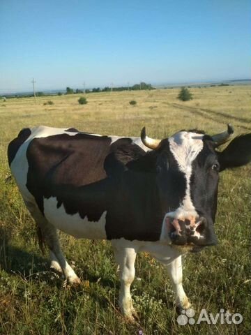 Корова дойная