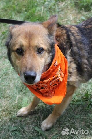 Собаке очень нужен дом