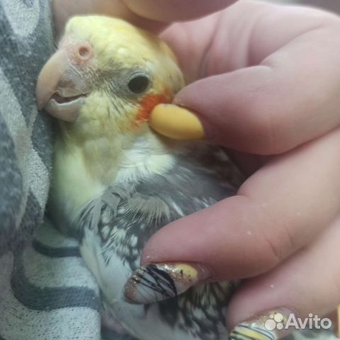 Корелла самец 10 месяцев