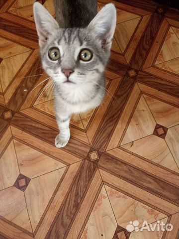 Котенок бесплатно