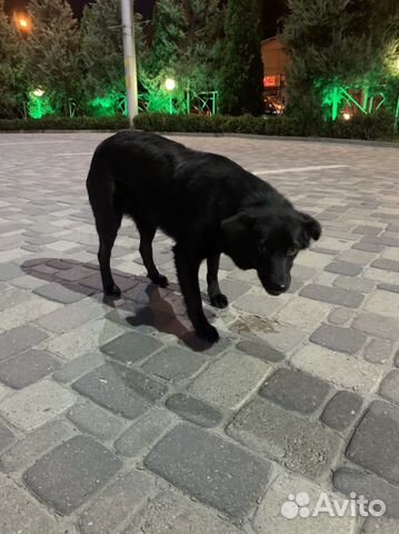 Собака возможно потерялась