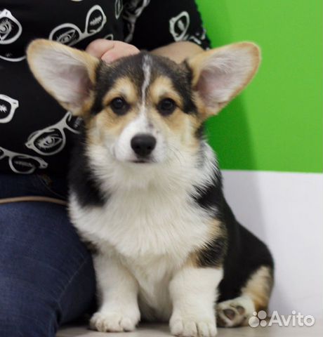 Вельш-корги пемброк мальчик