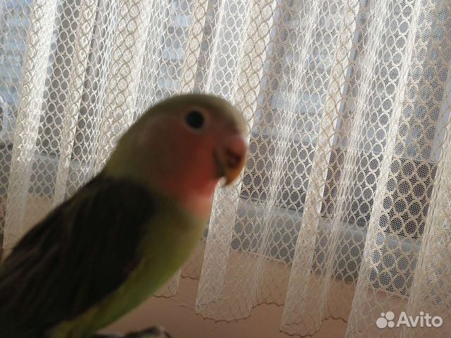 Неразлучник птенчик