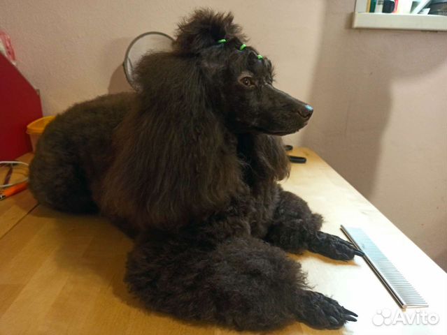 Малый пудель