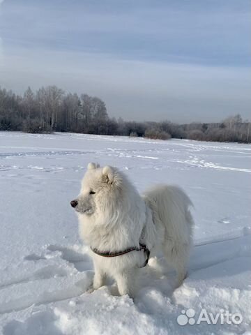 Самоедская лайка вязка