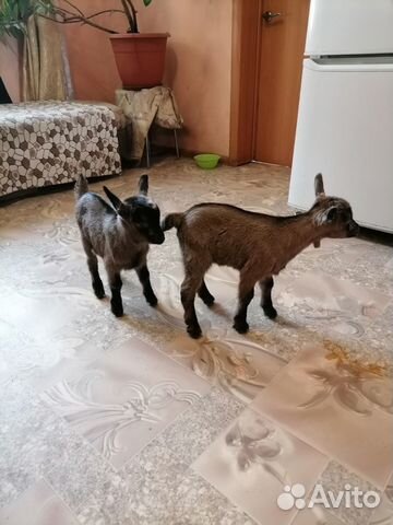 Камерунские козлята